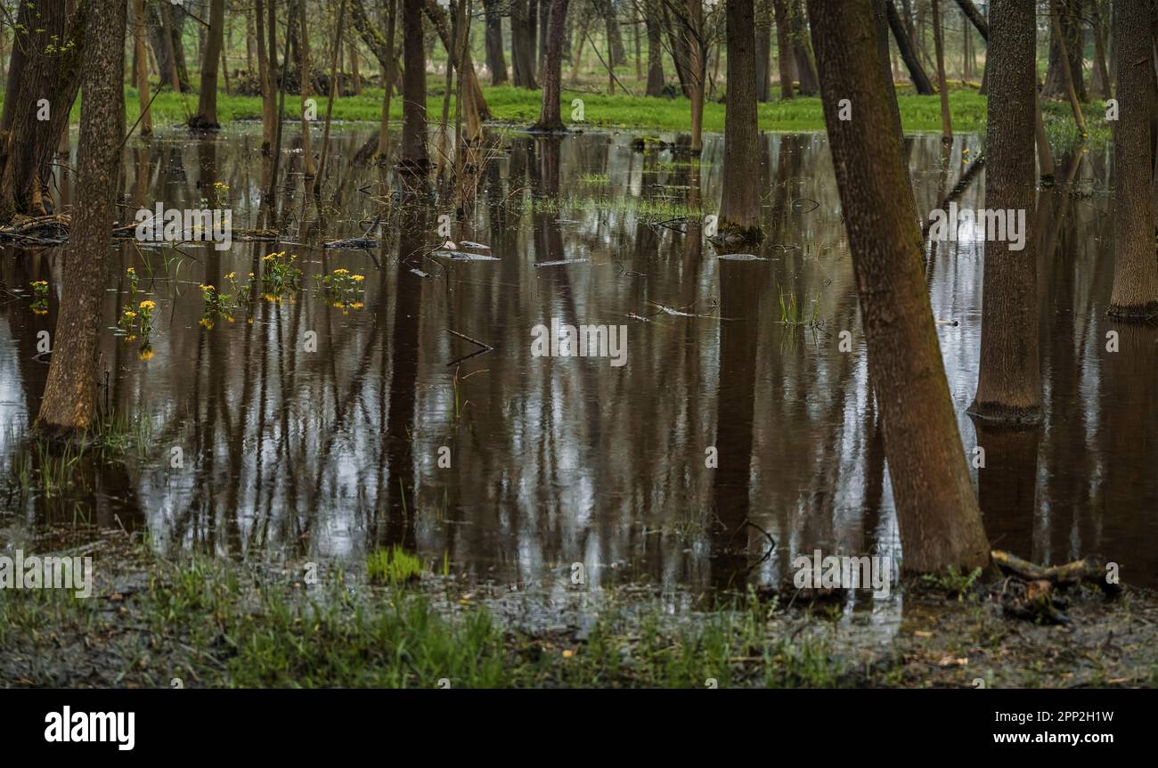 Spring forest after rain. Trees flooded with water Stock Photo - Alamy
