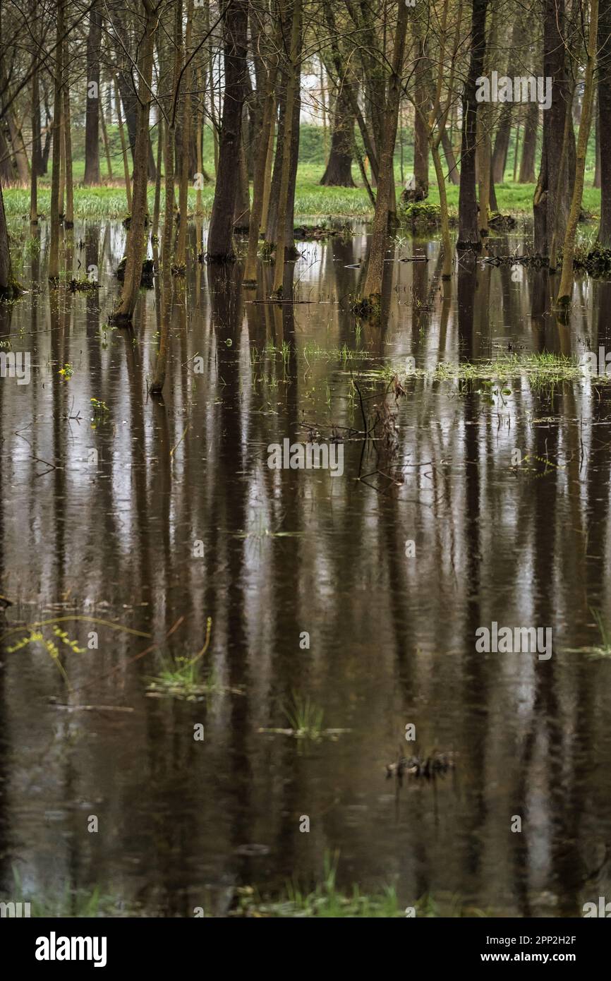 Spring forest after rain. Trees flooded with water Stock Photo - Alamy