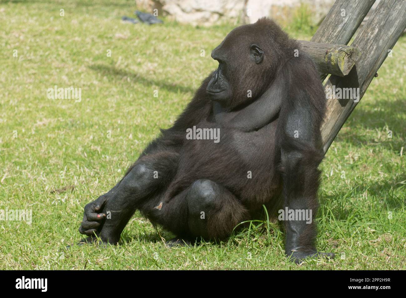 huge black gorilla seating on grass waiting for food scratching leg ...