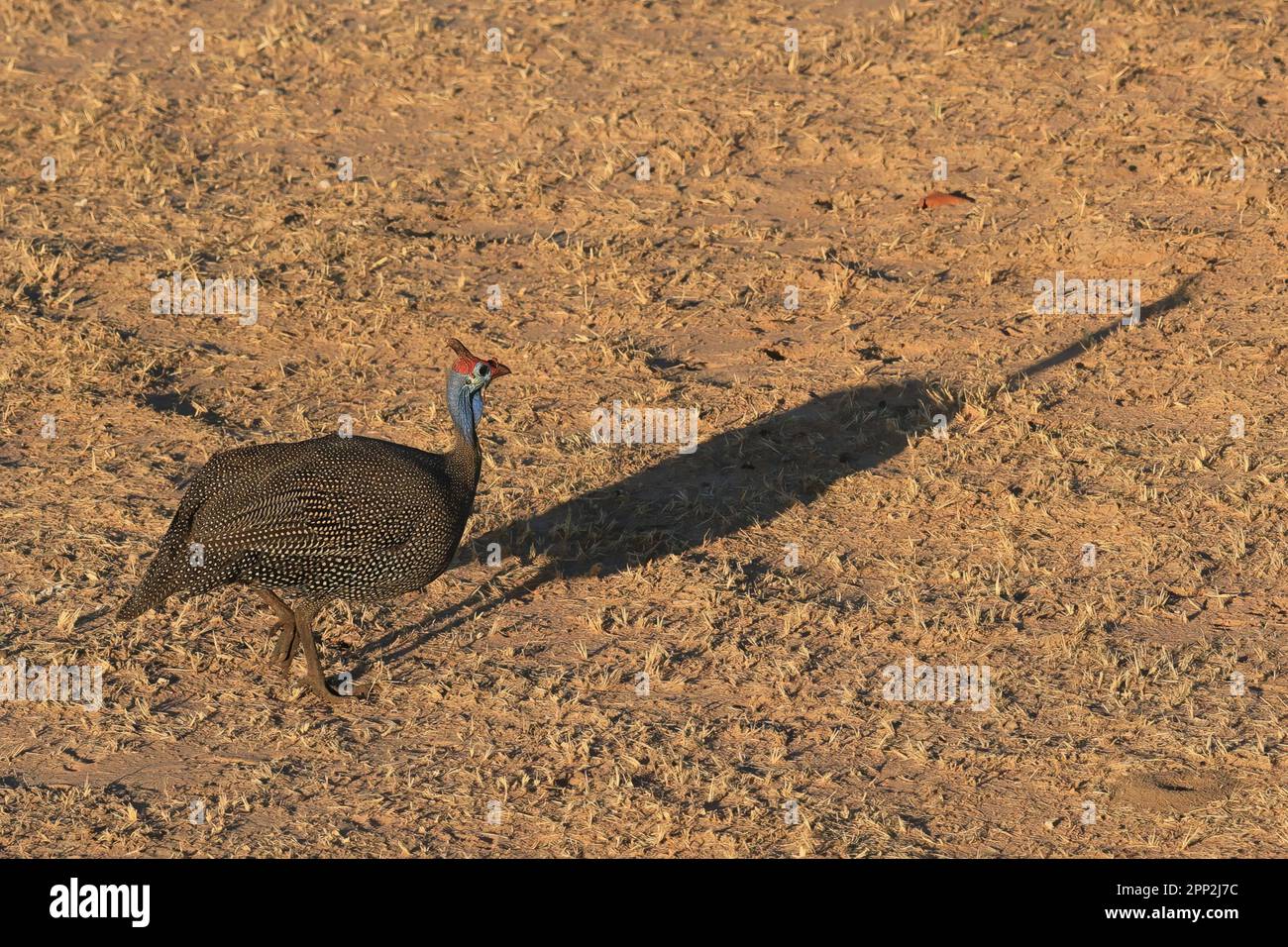 helmeted guinea fowl and its shadow in the wild of etosha Stock Photo ...