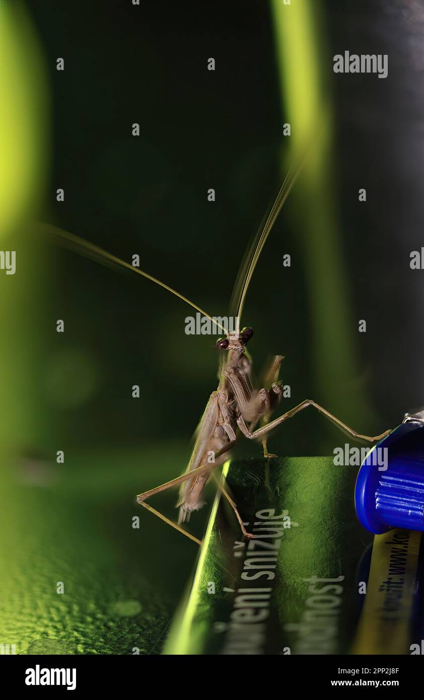 Creature night hi-res stock photography and images - Alamy