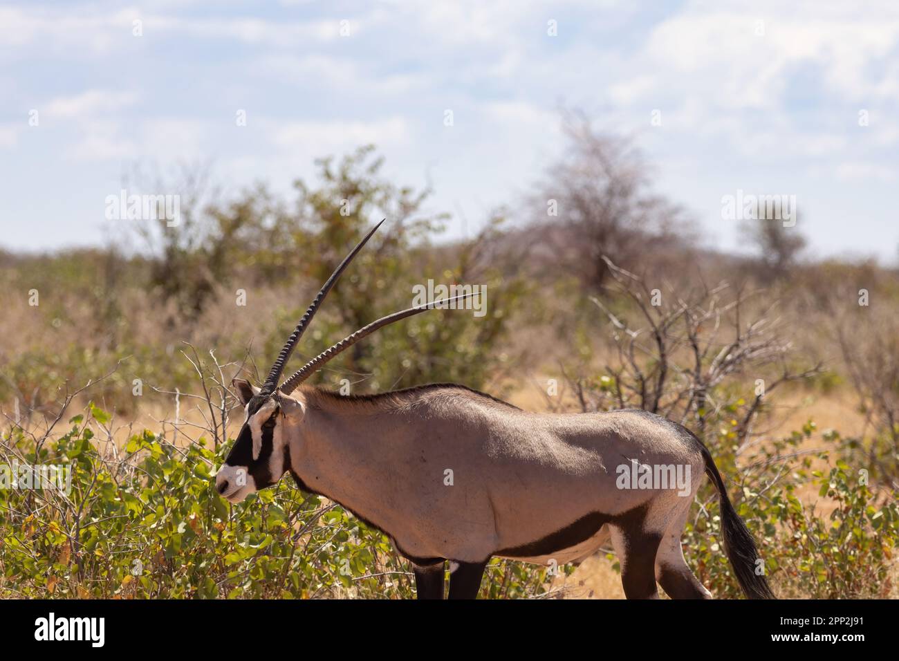oryx antelope in the wild of etsoha Stock Photo - Alamy