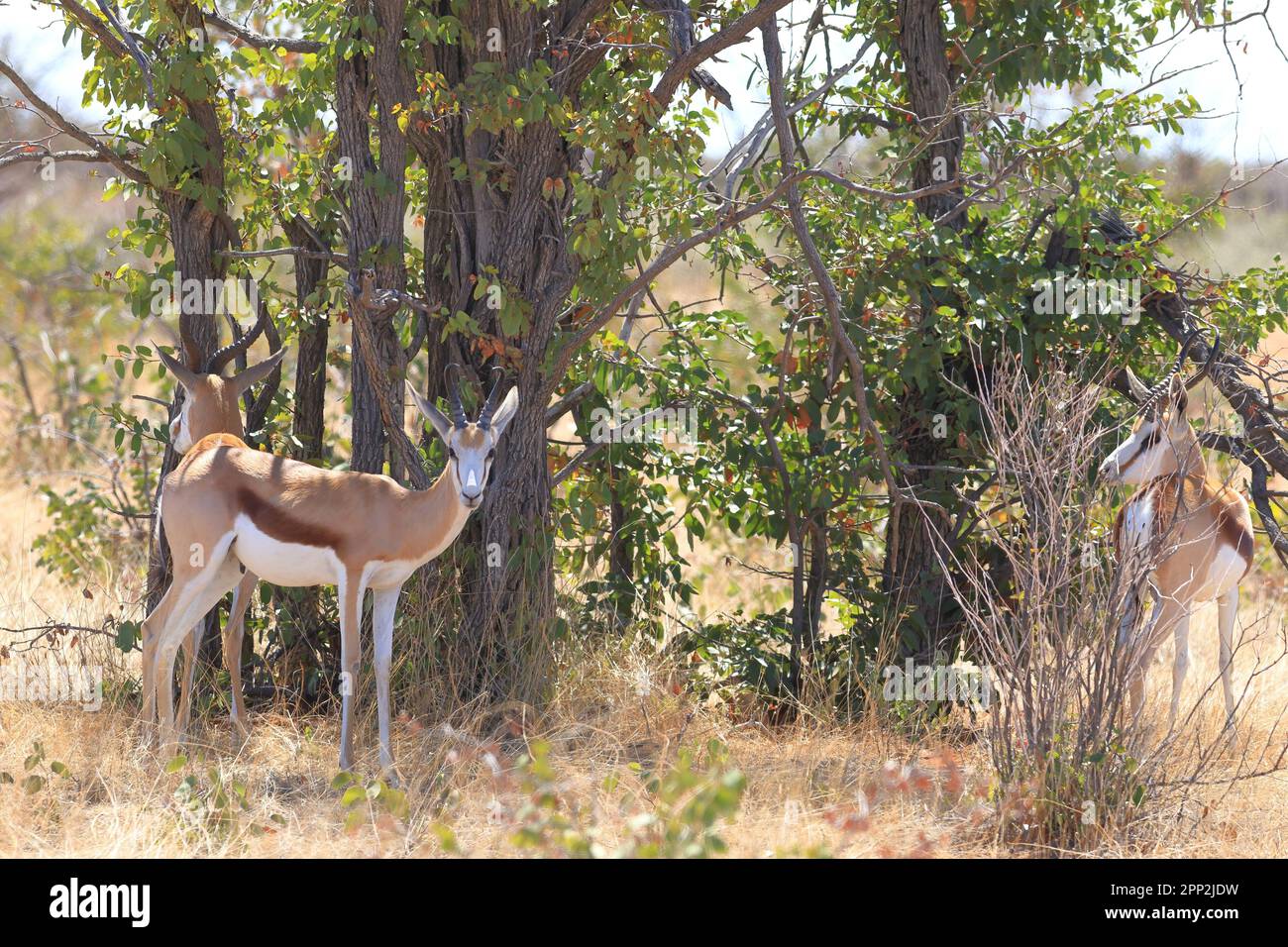 springbok in the wild of etosha Stock Photo - Alamy