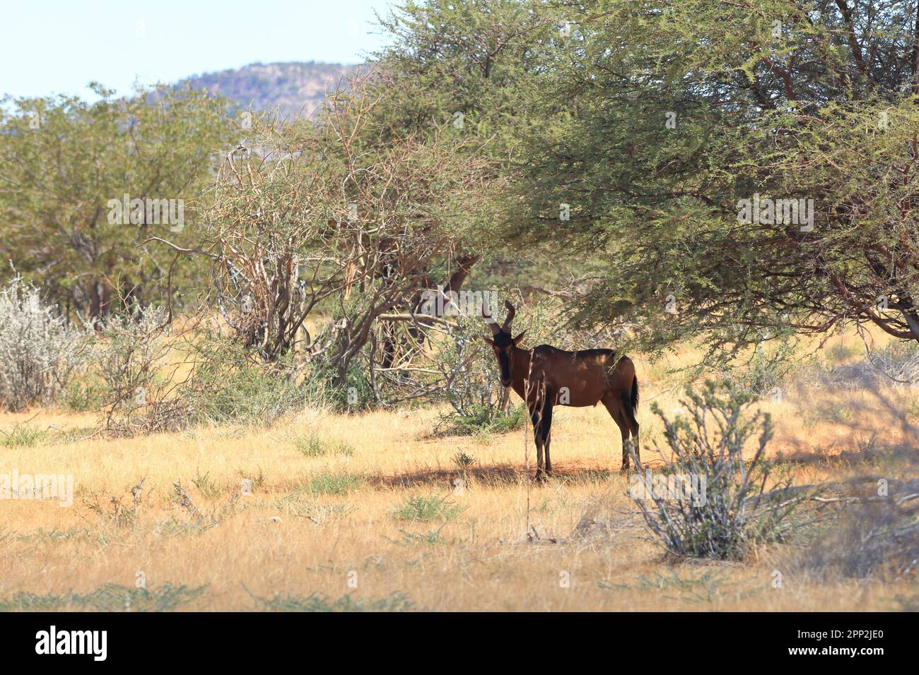 Wild african hartebeest in hi-res stock photography and images - Alamy