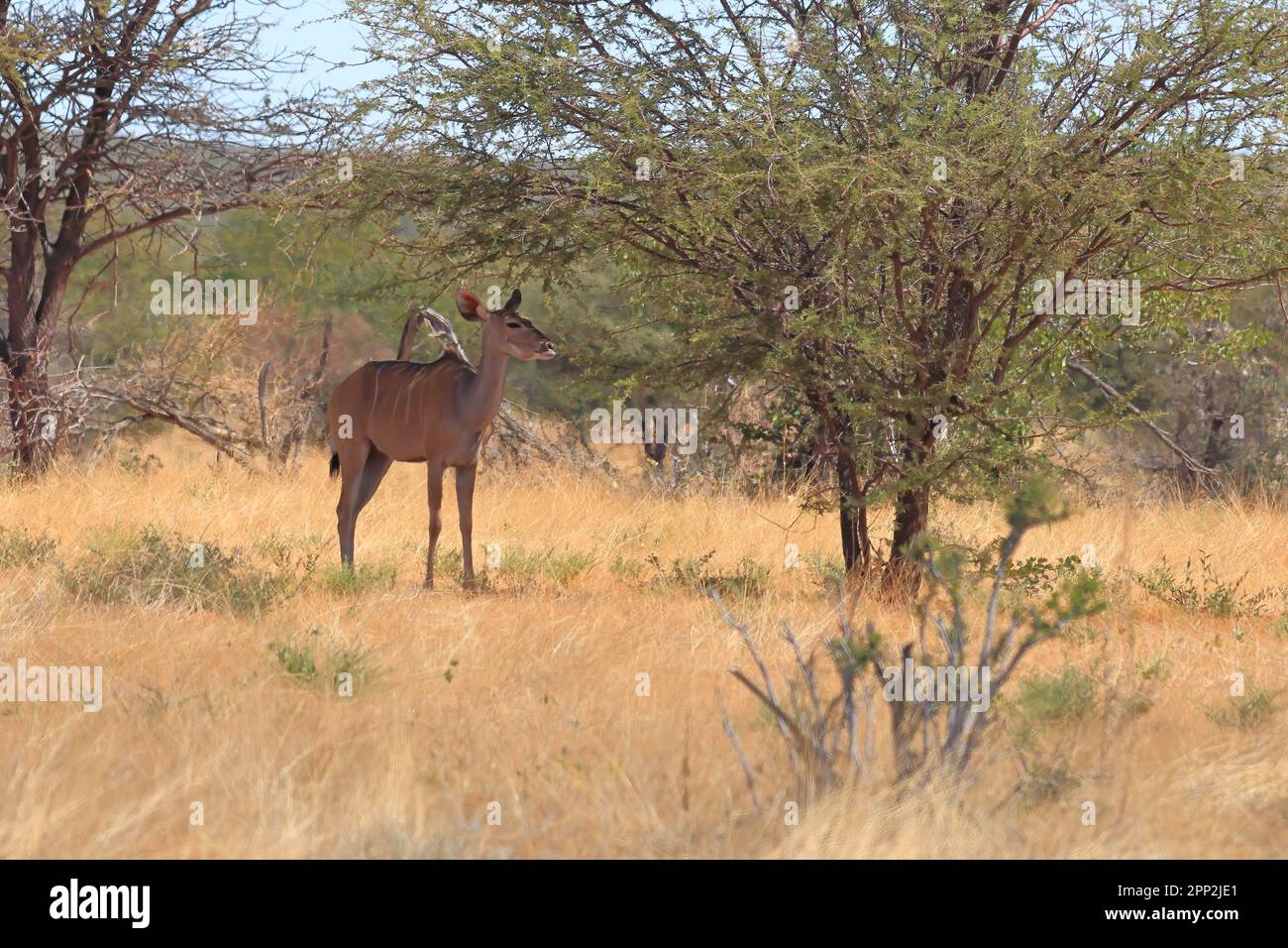 Kudu cow in etosha national park hi-res stock photography and images ...