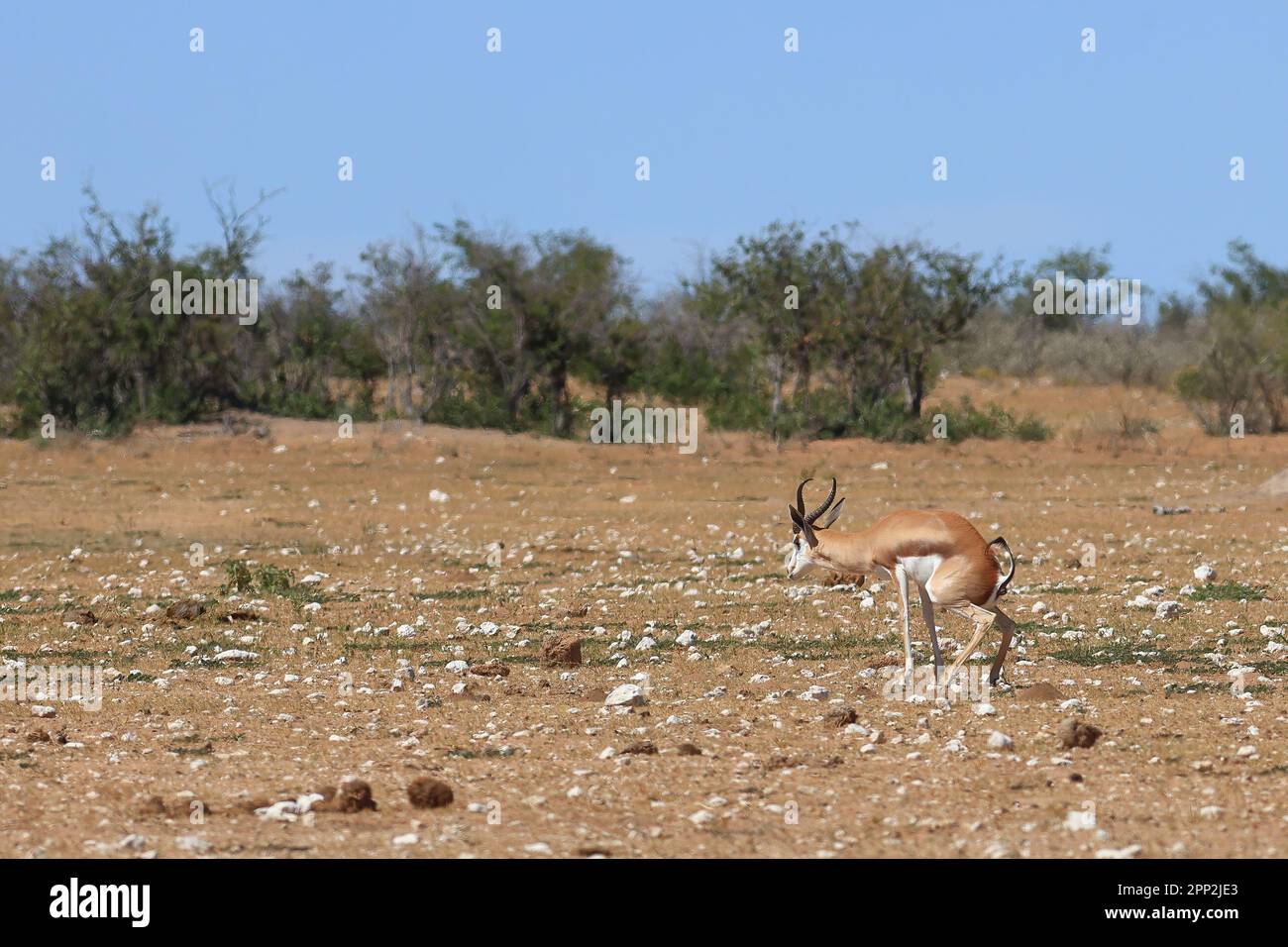 Springbok defecates in the wild Stock Photo - Alamy