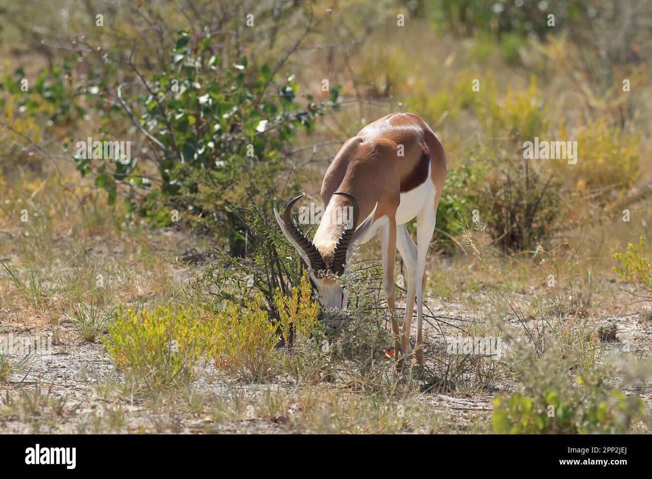 grazing springbok in the wild of etosha Stock Photo - Alamy