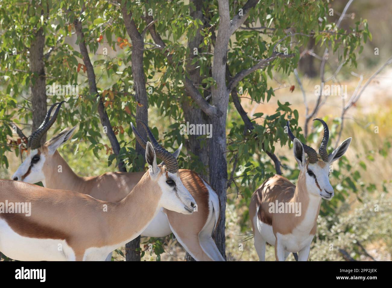 Group of springboks hi-res stock photography and images - Alamy