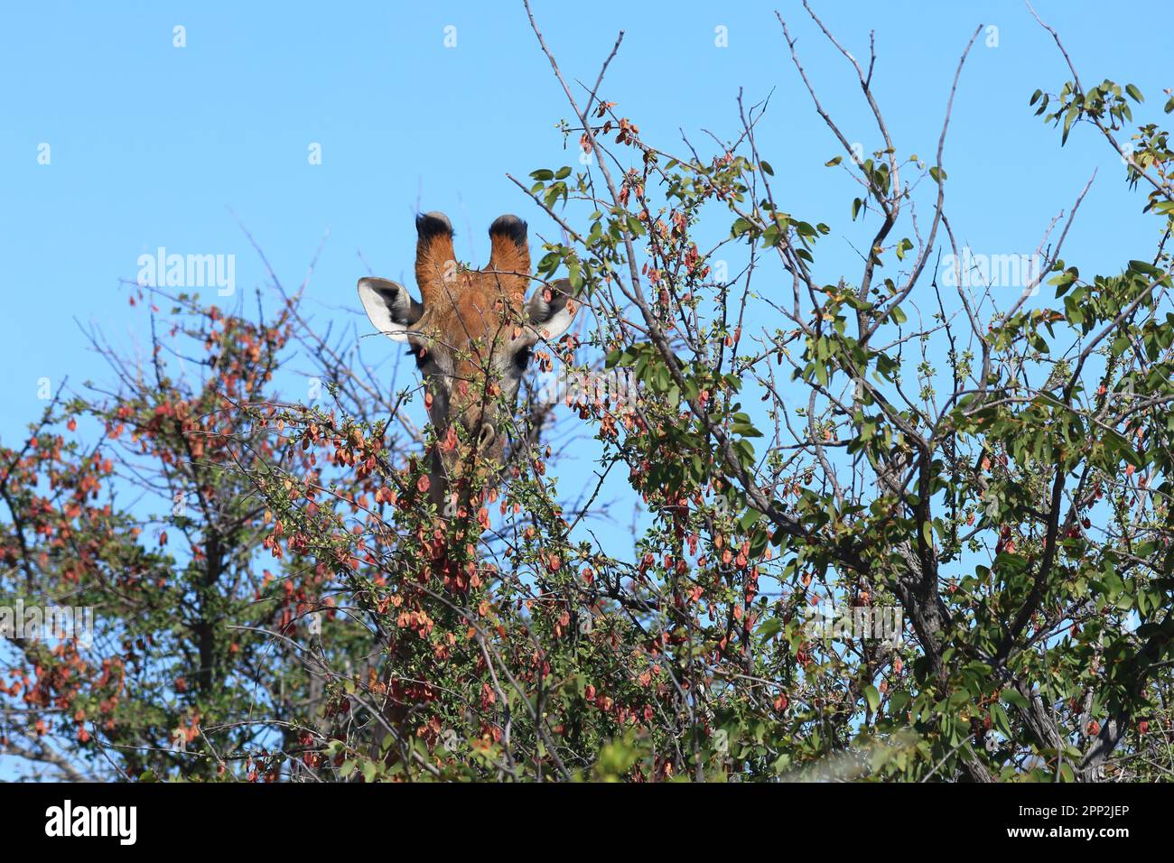Giraffe behind a biush in Etosha Stock Photo - Alamy