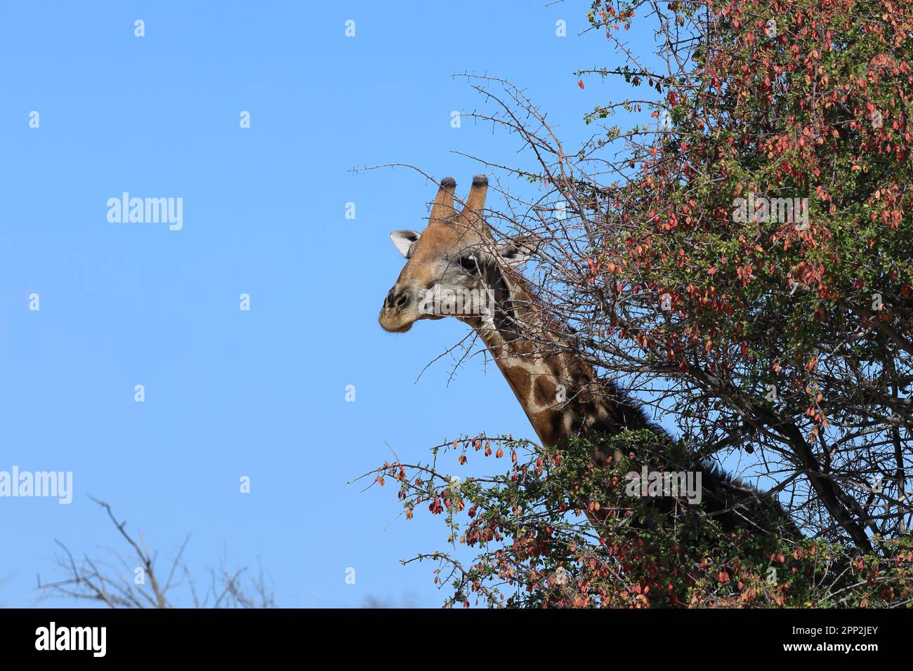 Giraffe behind tree hi-res stock photography and images - Alamy