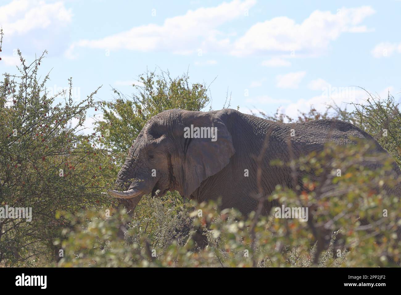 Elephant in the wilderness of Namibia Stock Photo - Alamy
