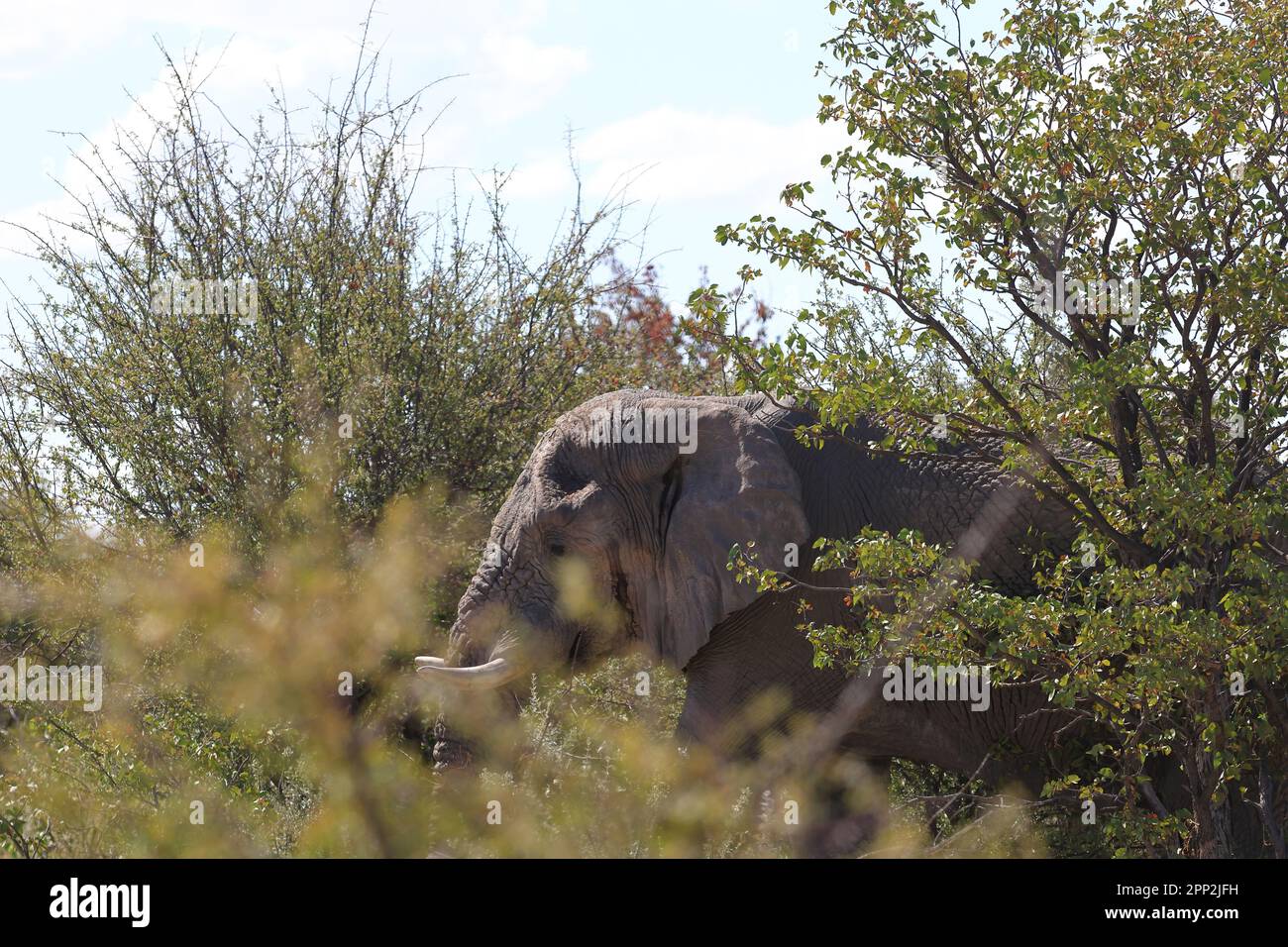 Wilderness elephant hi-res stock photography and images - Alamy