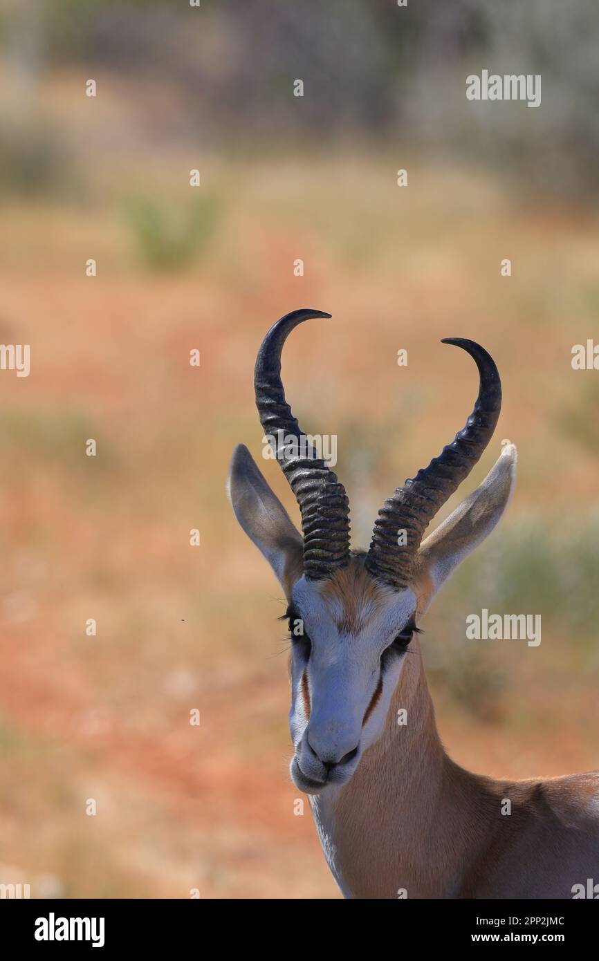 portrait of a springbok in the wild of etosha Stock Photo - Alamy