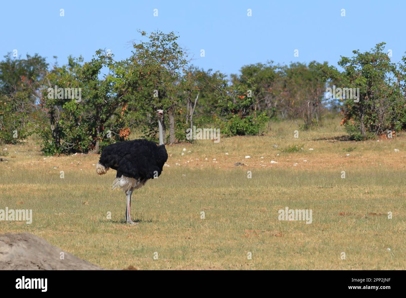 African ostrich in etosha hi-res stock photography and images - Alamy