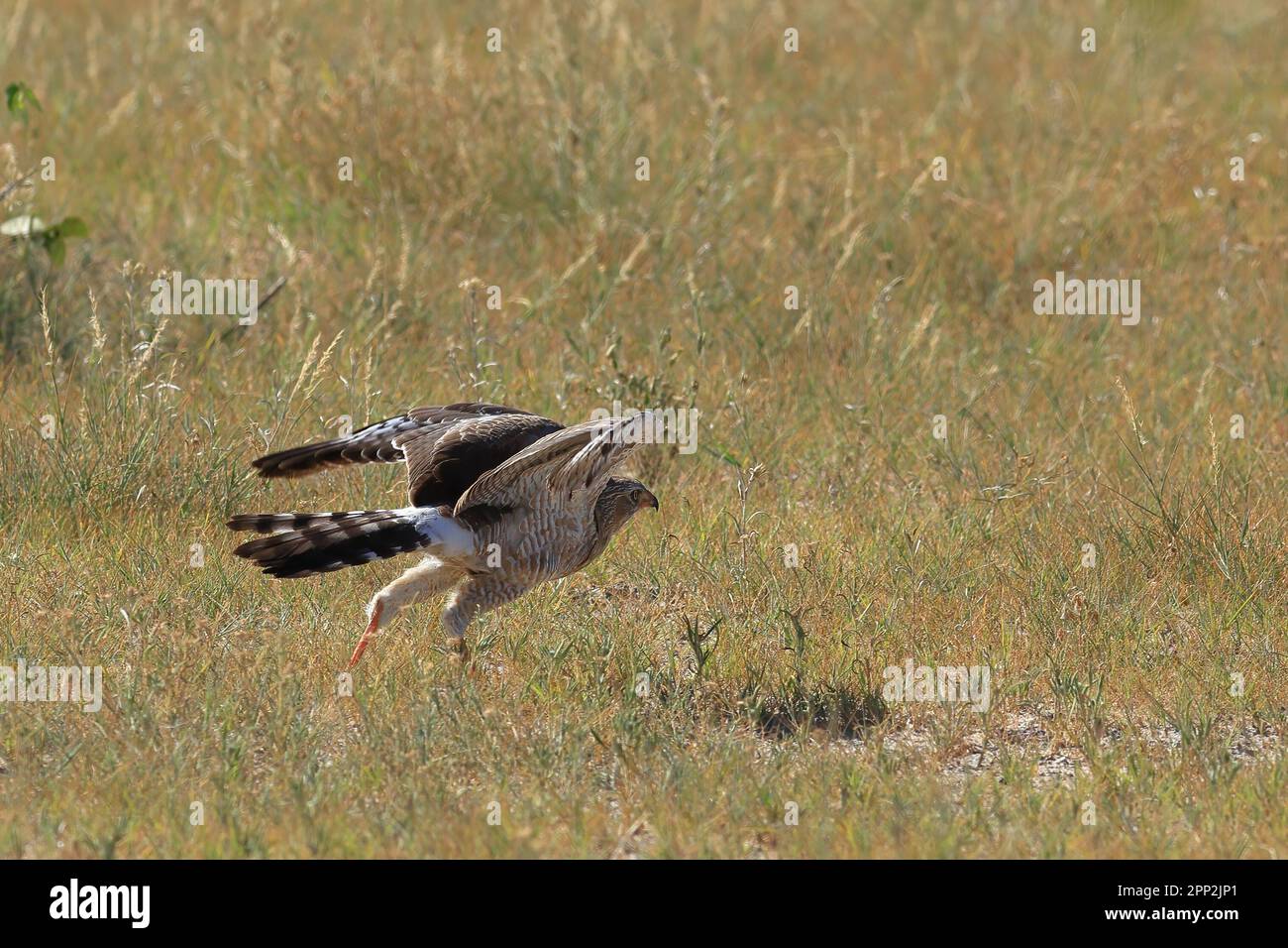 Pale chanting goshawk in flight hi-res stock photography and images - Alamy