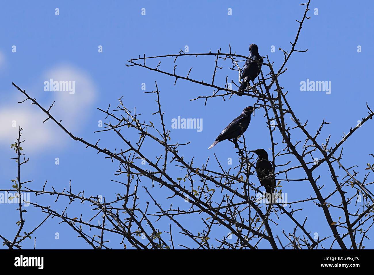 Cape black crow corvus capensis hi-res stock photography and images - Alamy