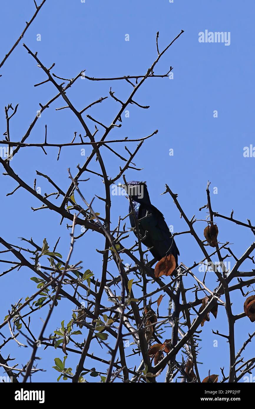 Crows perching hi-res stock photography and images - Alamy