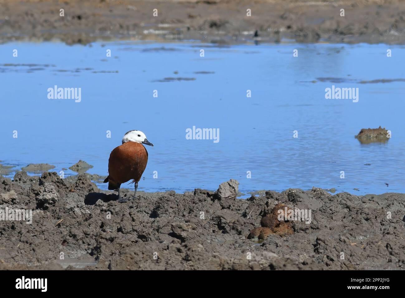 Ruddy shelduck in summer hi-res stock photography and images - Alamy