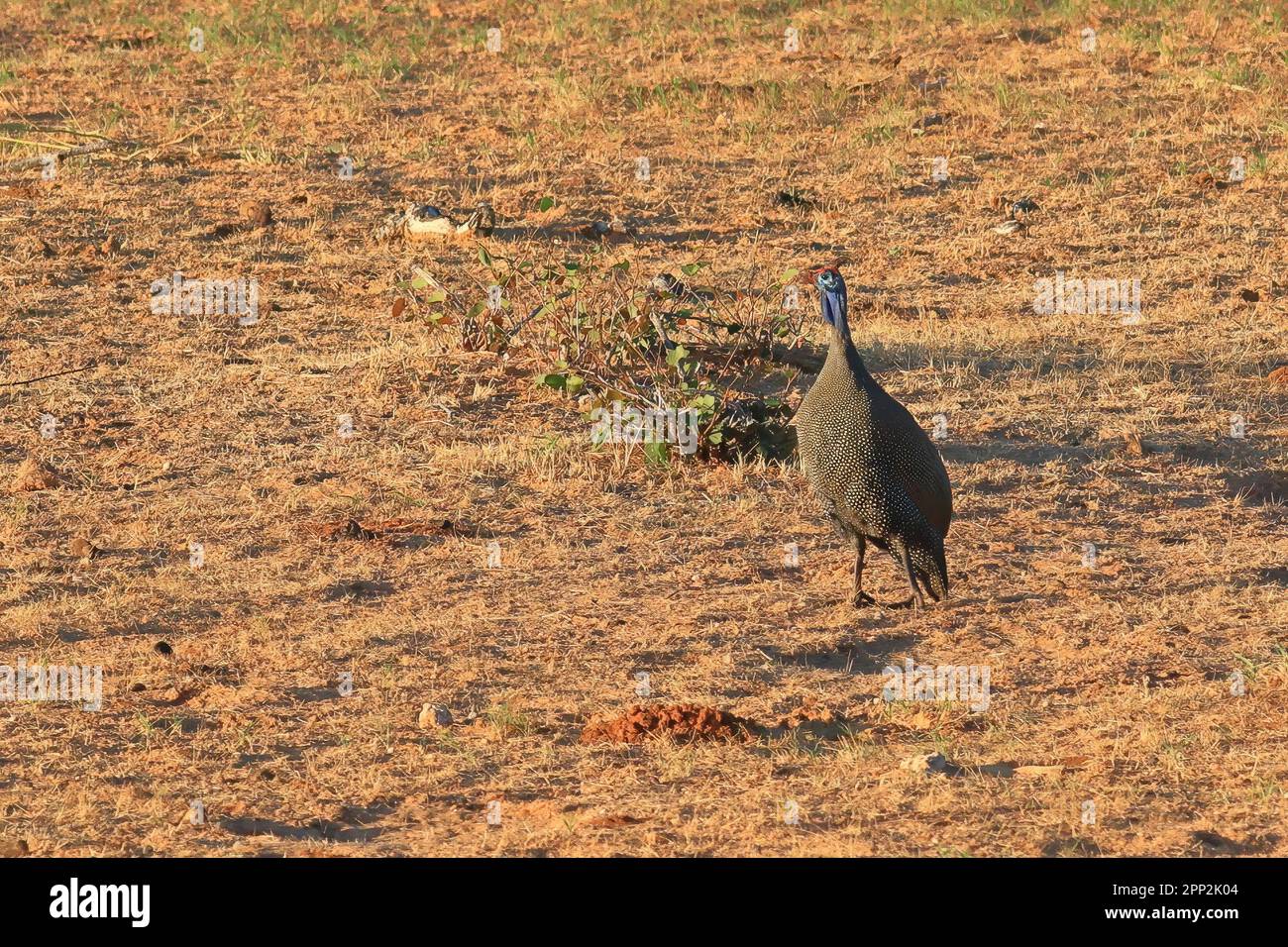 Guinea fowl in nature hi-res stock photography and images - Alamy
