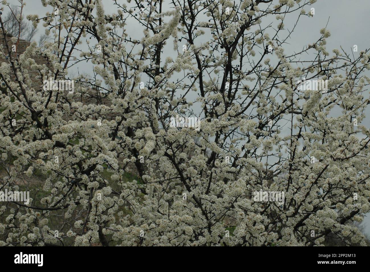 spring in the castle of Assisi (ruins area Stock Photo - Alamy