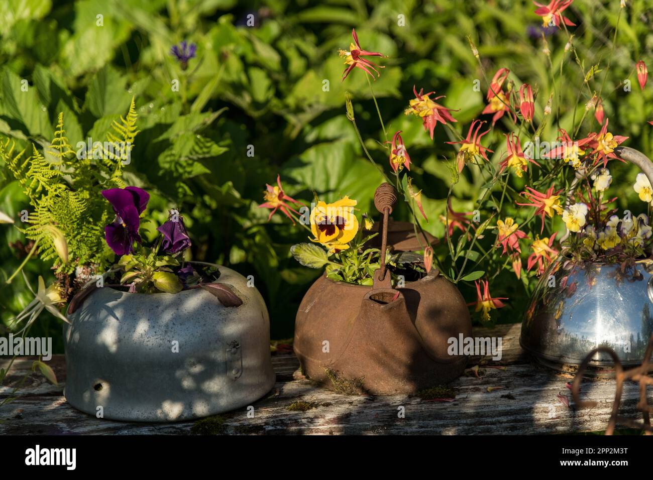 Flowers grow out of improvised containers made from old tea kettles ...
