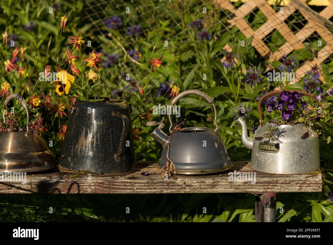 Flowers grow out of improvised containers made from old tea kettles ...
