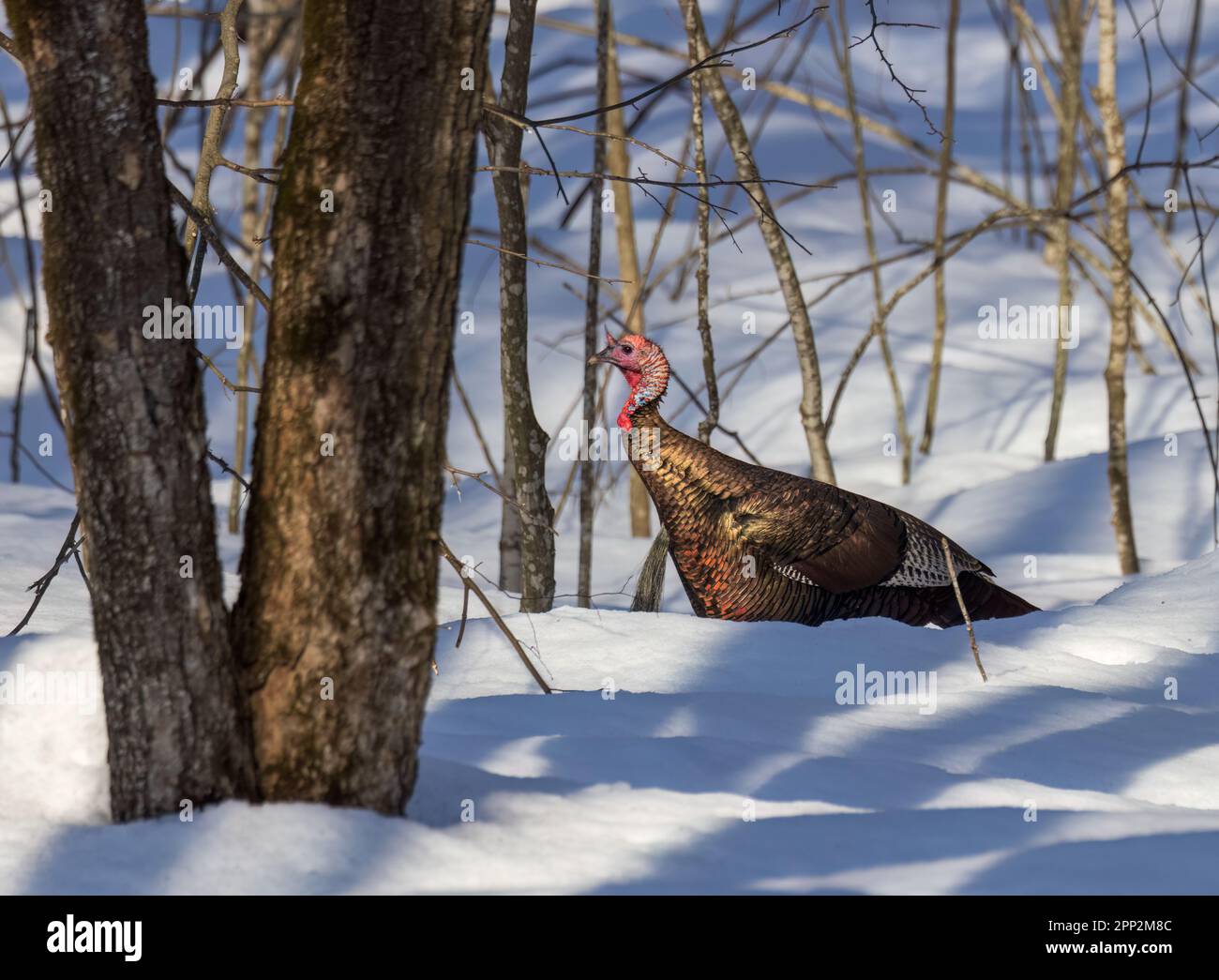 Walking turkey forest hi-res stock photography and images - Alamy