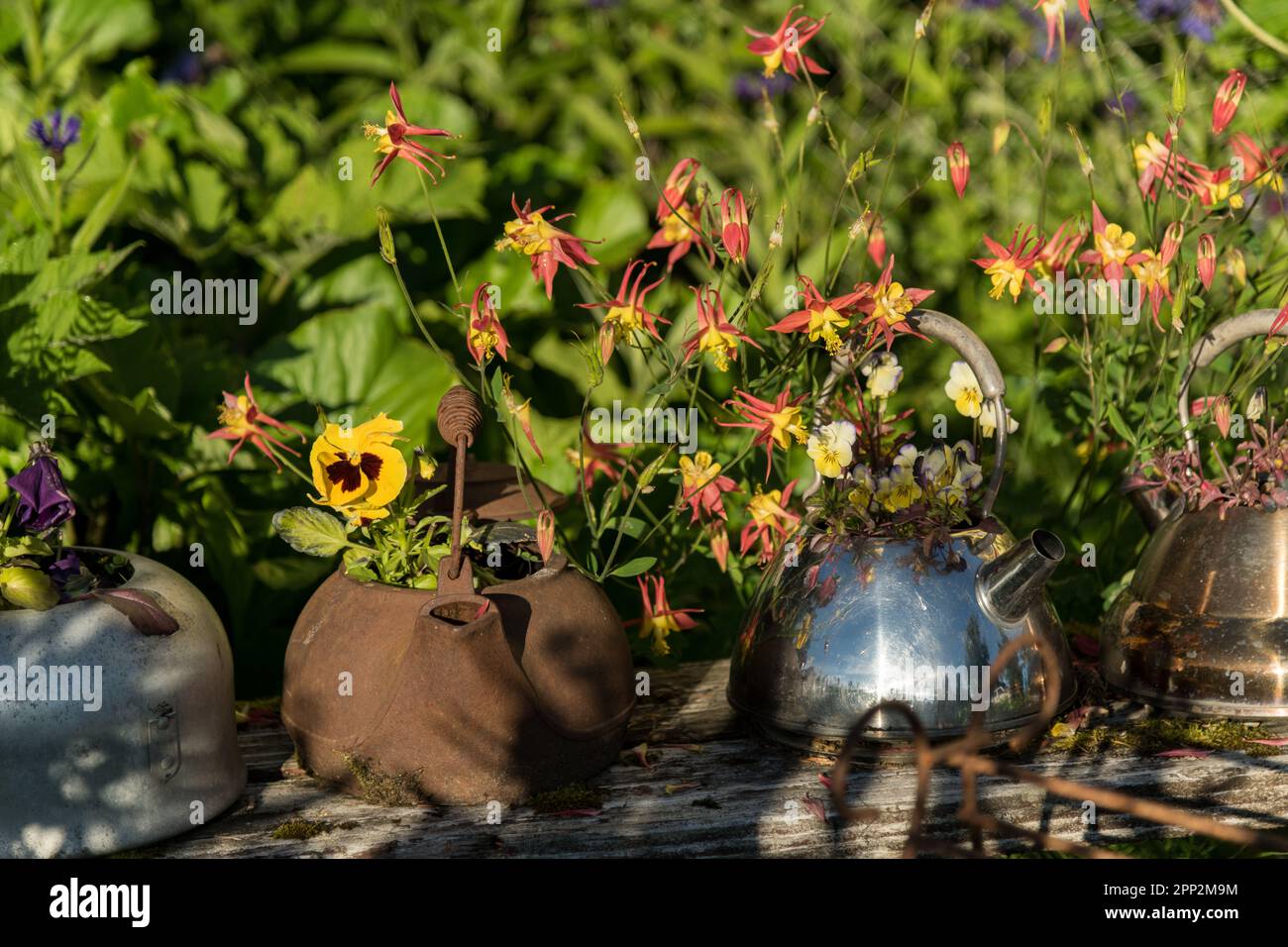 Flowers grow out of improvised containers made from old tea kettles ...