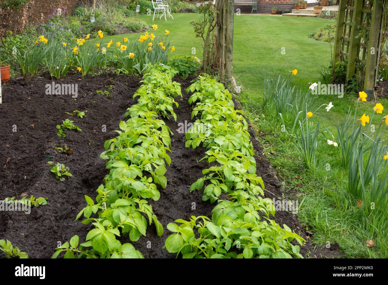 Growing first early new potatoes in an English vegetable garden in ...