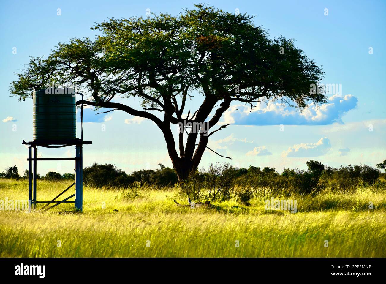 Hwange National Park, Zimbabwe Landscape with umbrella tree and water ...