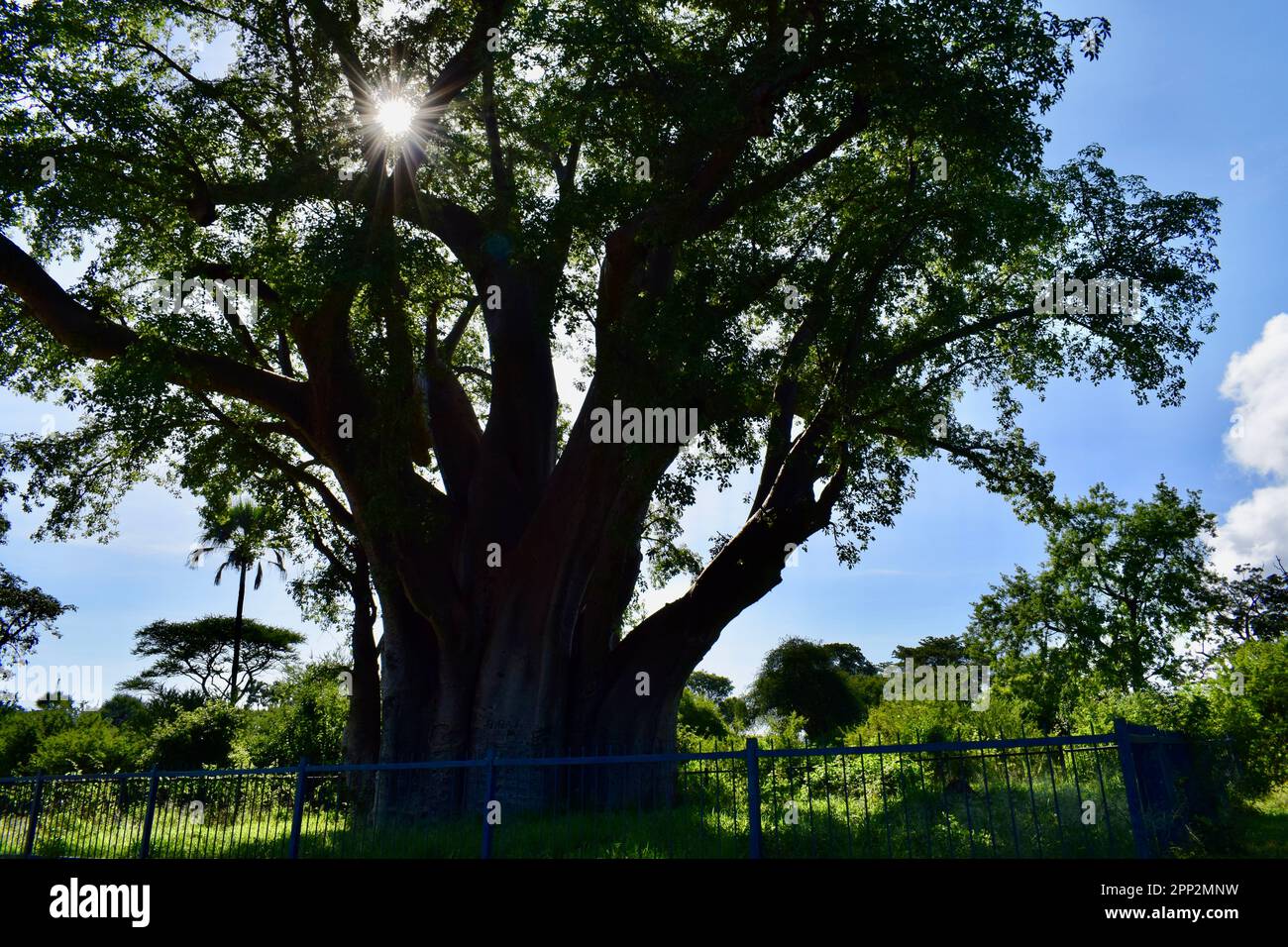 Big baobab tree victoria hi-res stock photography and images - Alamy