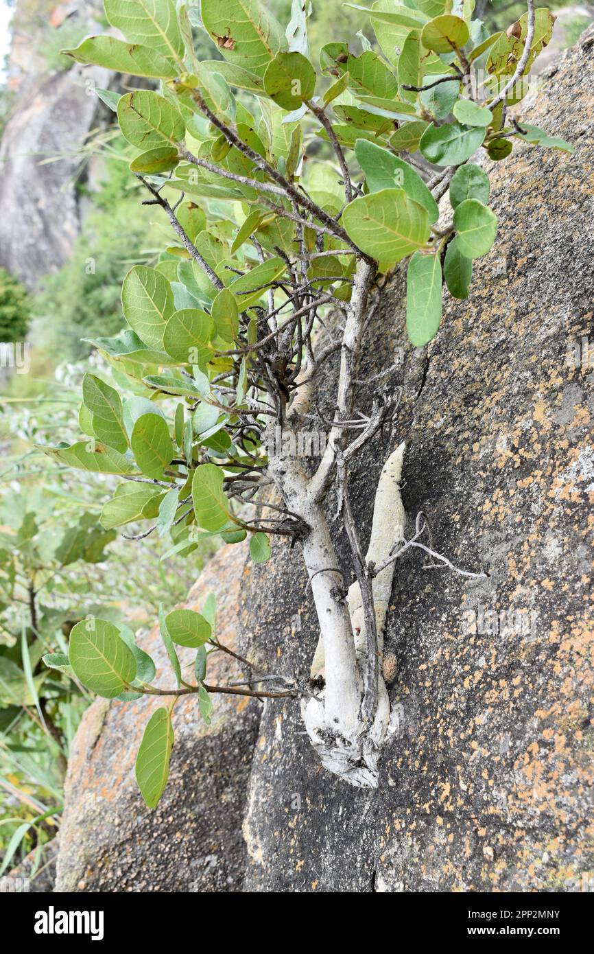 Tree growing out of rocks Stock Photo - Alamy