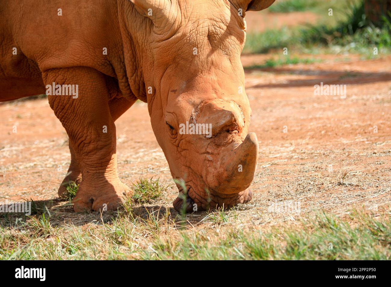African white rhino isolated in selective focus Stock Photo - Alamy