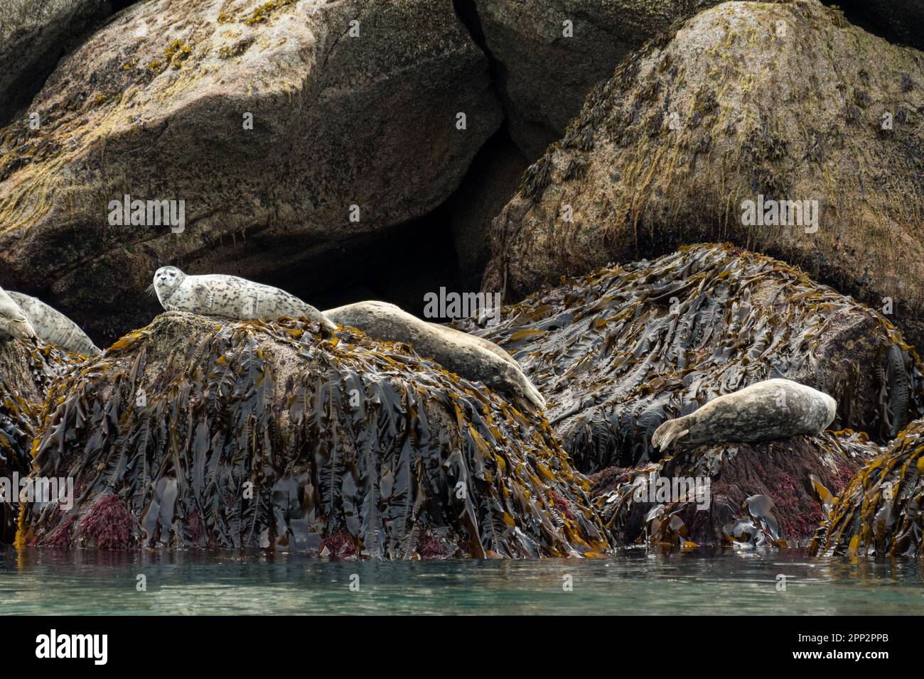 Harbor seals enjoy the summer sun at a hall-out along a rocky island at ...
