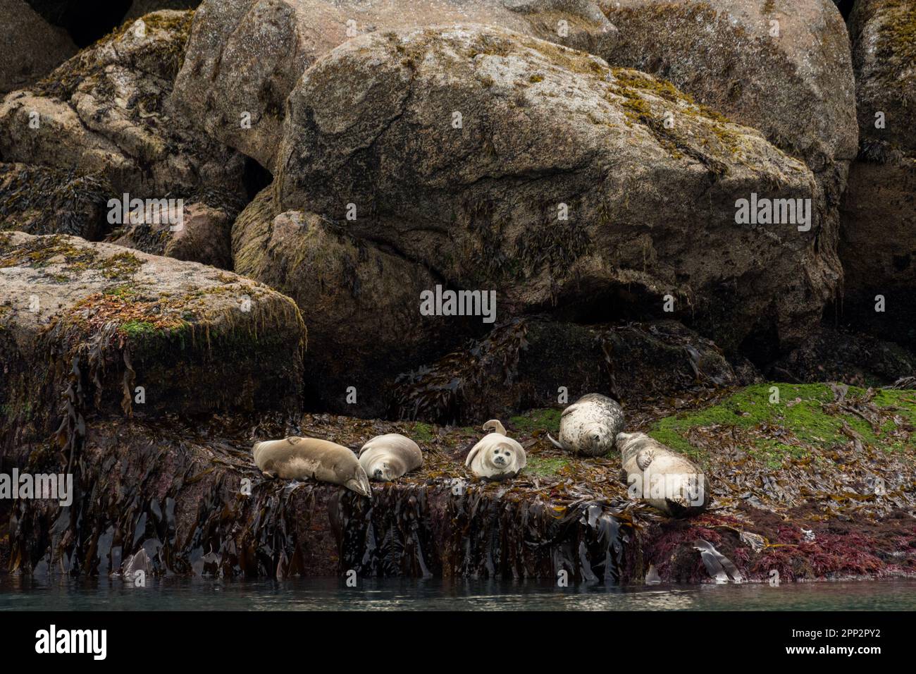 Harbor seals enjoy the summer sun at a hall-out along a rocky island at ...