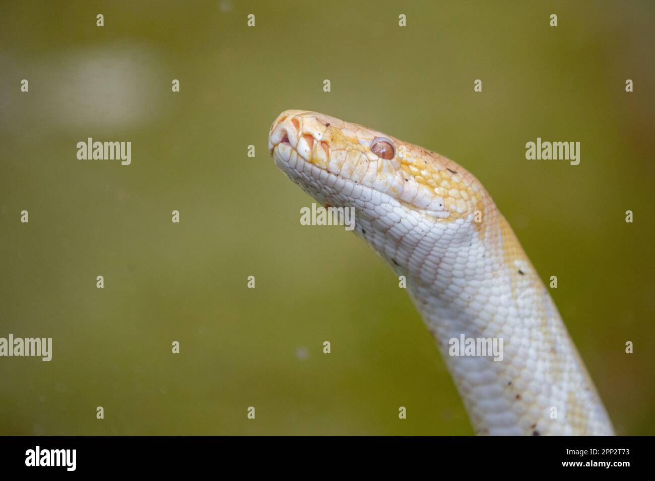 The Burmese Python is a small albino snake that is very agile in ...