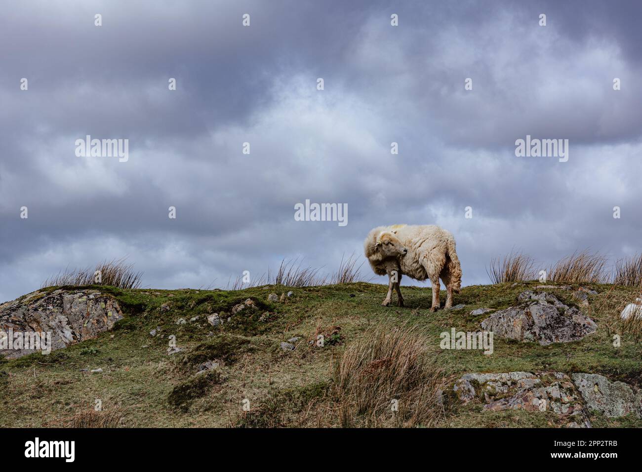 sheep in Wales, Snowdonia , exploring the hills and valley looking at ...