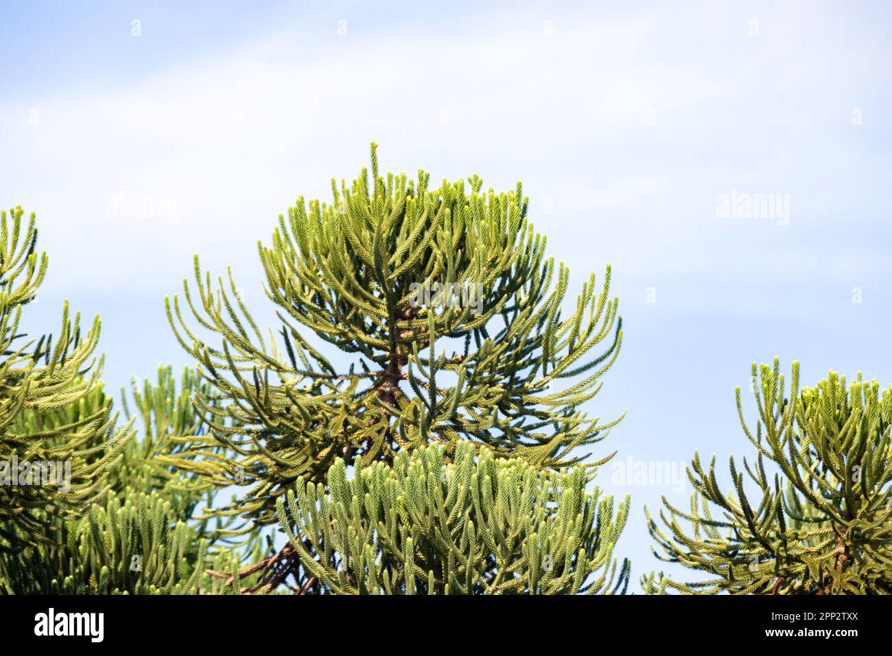 Araucaria tree araucaria angustifolia hi-res stock photography and ...