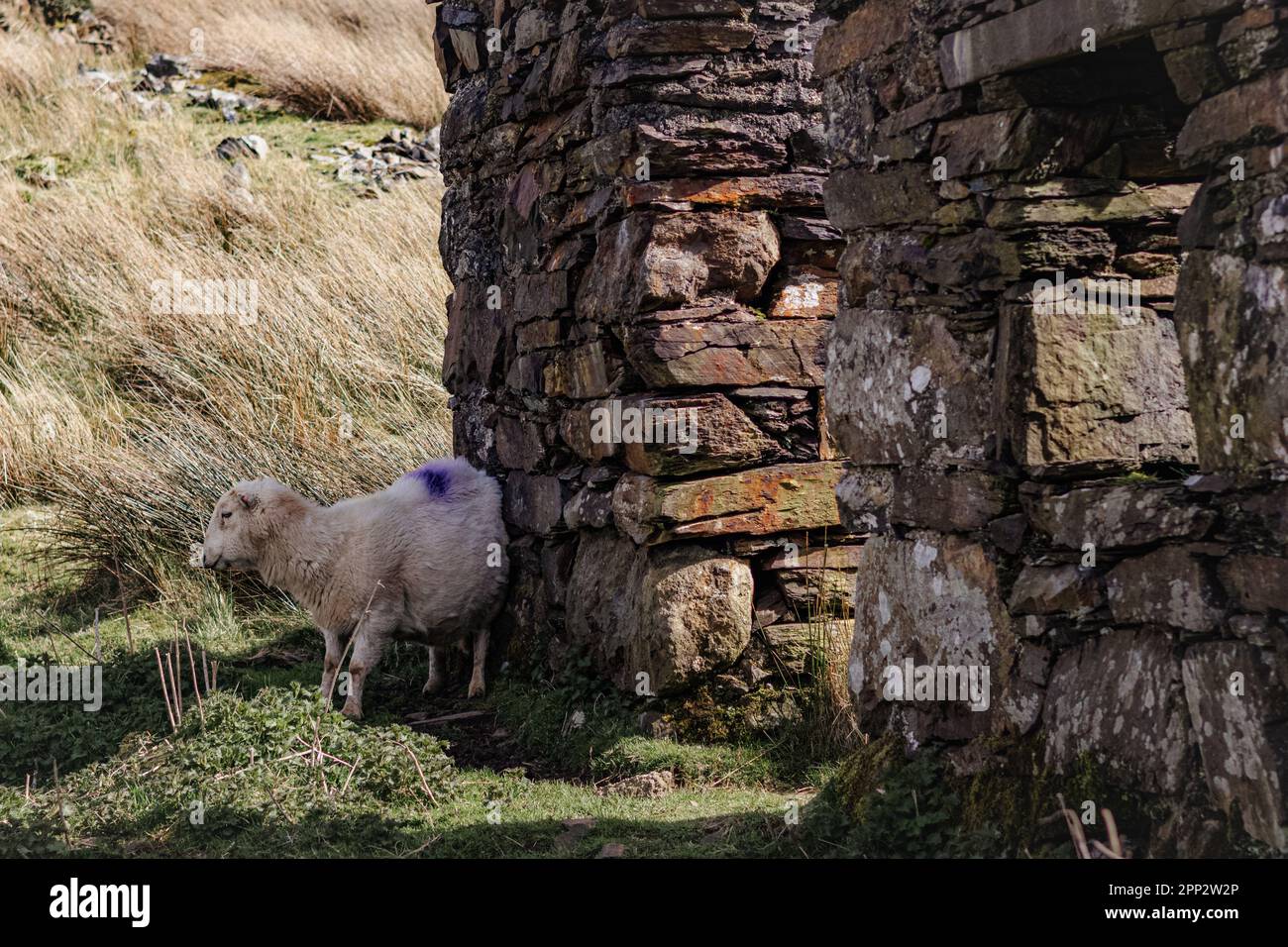 sheep in Wales, Snowdonia , exploring the hills and valley looking at ...