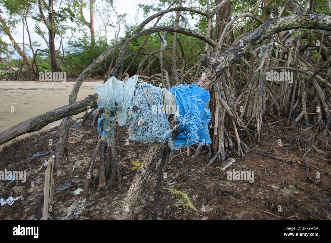 Plastic garbage over mangrove tree during low tide at the Barra Velha ...