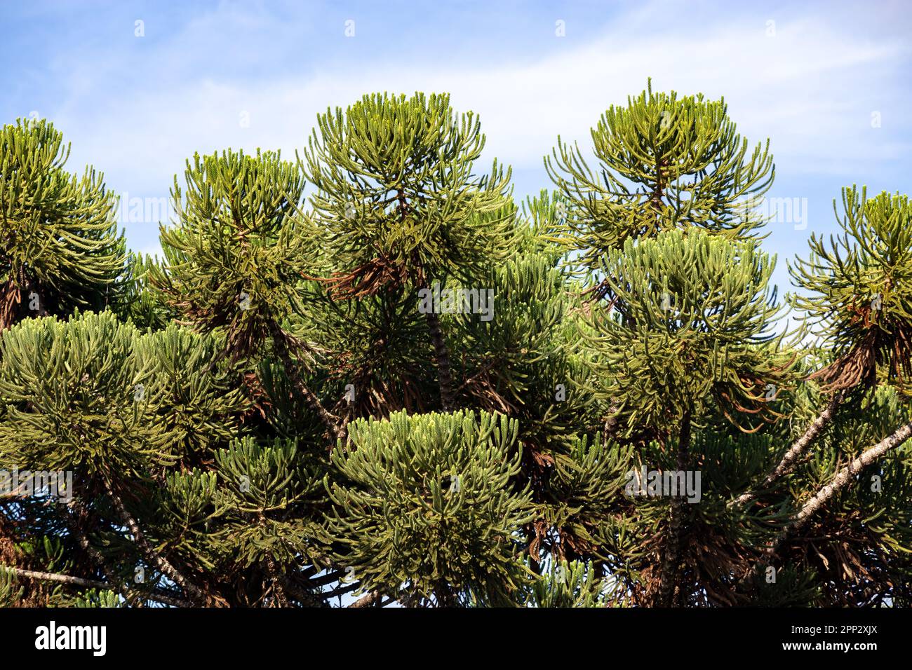 Tipyc Araucaria tree (Araucaria angustifolia) in rural Prudentopolis ...
