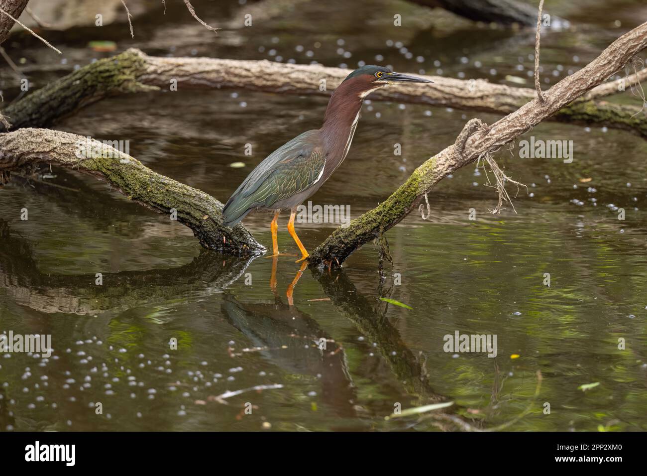 Adult green heron, Everglades Stock Photo - Alamy