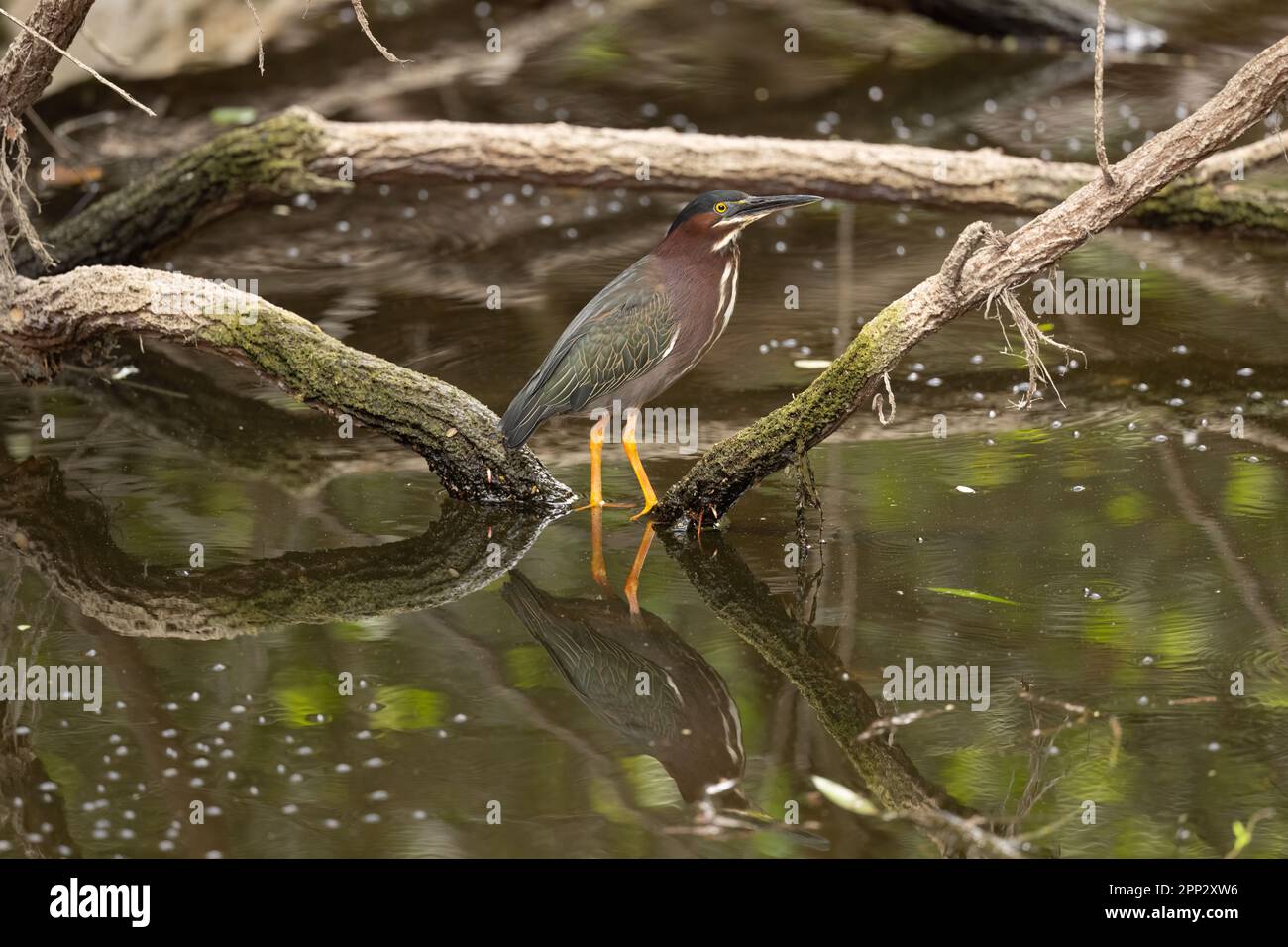 American herons hi-res stock photography and images - Alamy
