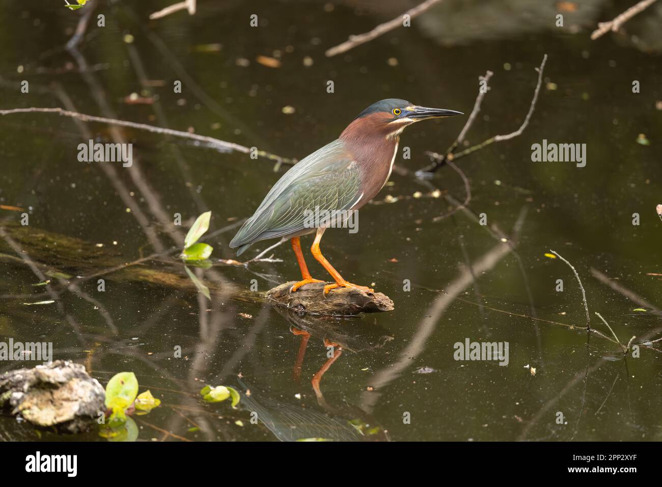Adult green heron, Everglades Stock Photo - Alamy
