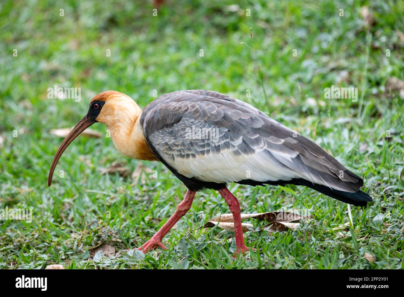 Curicaca bird (Theristicus caudatus) , large-beaked waders typical of ...