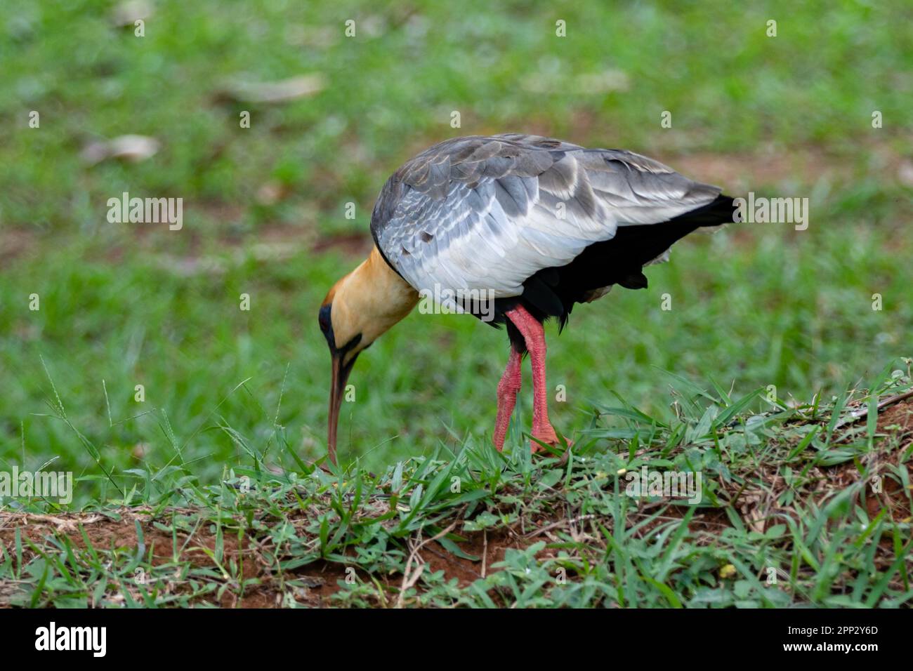 Curicaca bird (Theristicus caudatus) , large-beaked waders typical of ...