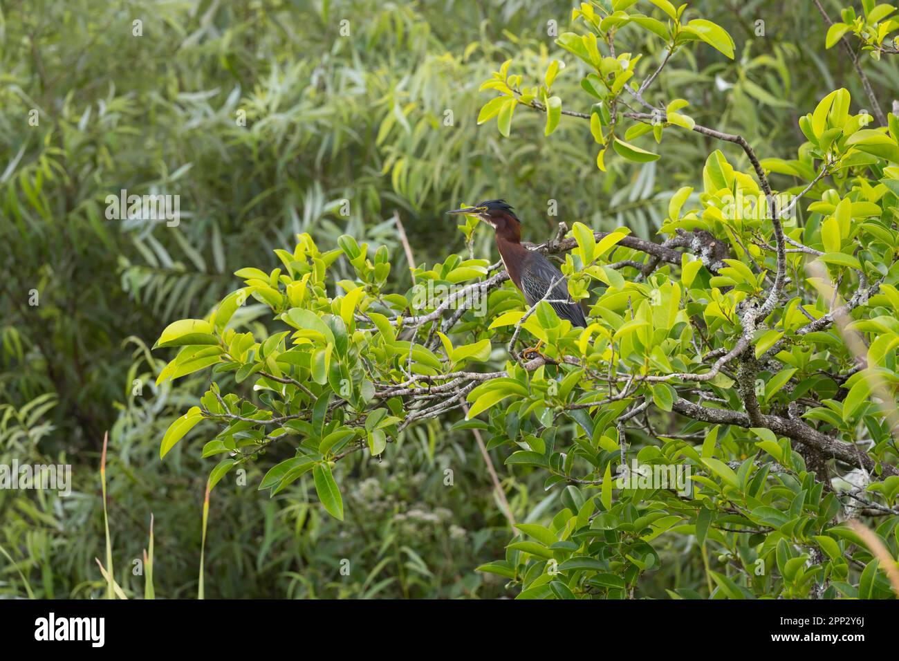 Wetland in florida everglades hi-res stock photography and images - Alamy