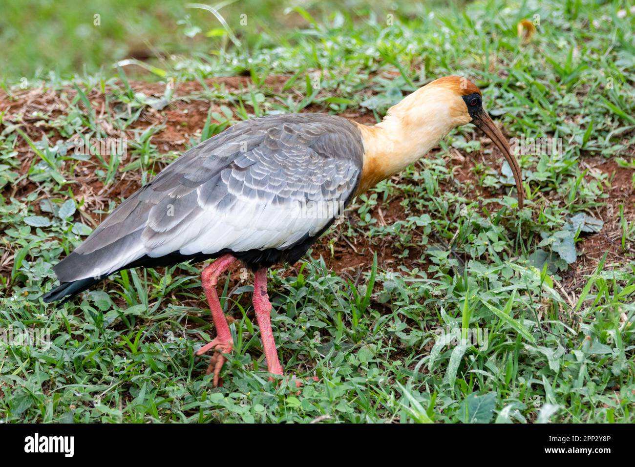 Curicaca bird (Theristicus caudatus) , large-beaked waders typical of ...