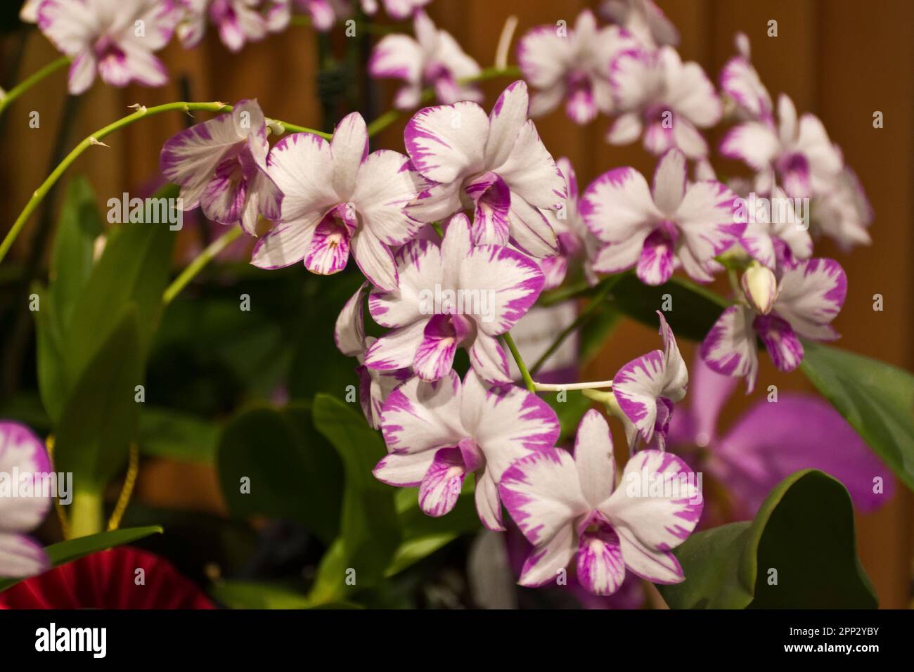 Elegant white orchids with pink strips bloom in autumn for decoration ...