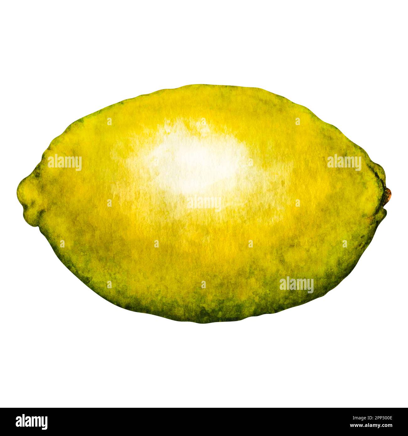 Watercolor fresh lemon. Hand drawn botanical illustration of yellow ...